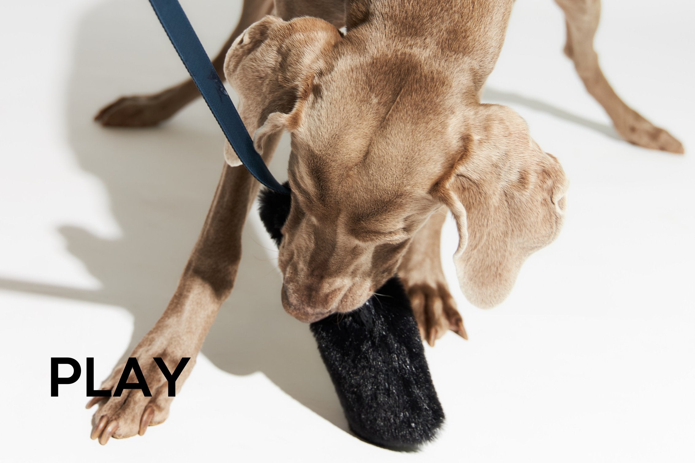 Dog Toys for Active Play – Balls, Frisbees, Tug Toys & More – WAGD